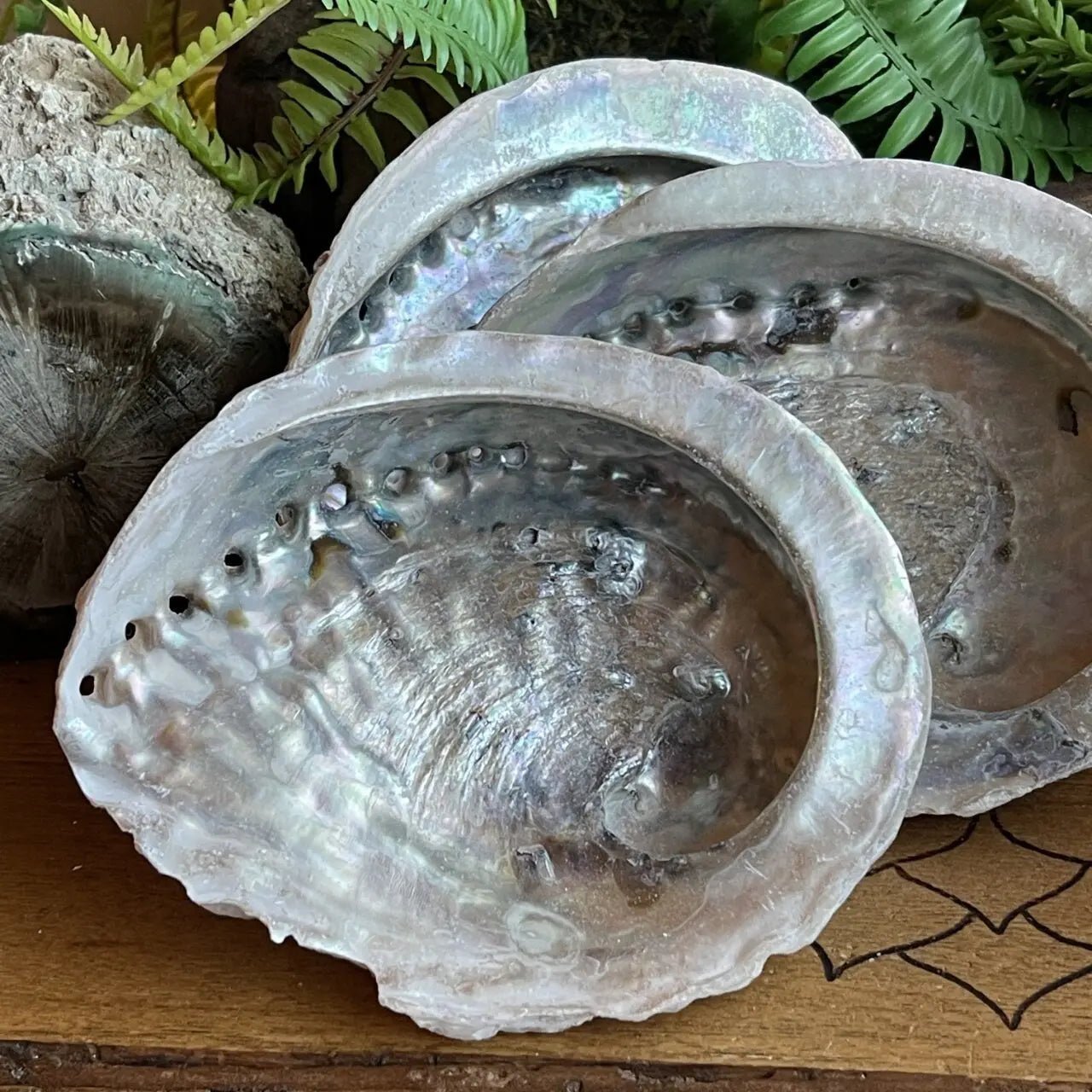 Abalone Shell - Castle Rocks Cornwall